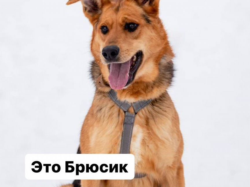 Собака в добрые руки. Приют