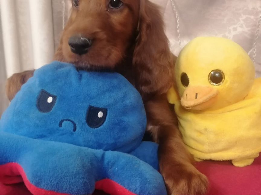 Щенки ирландского сеттера