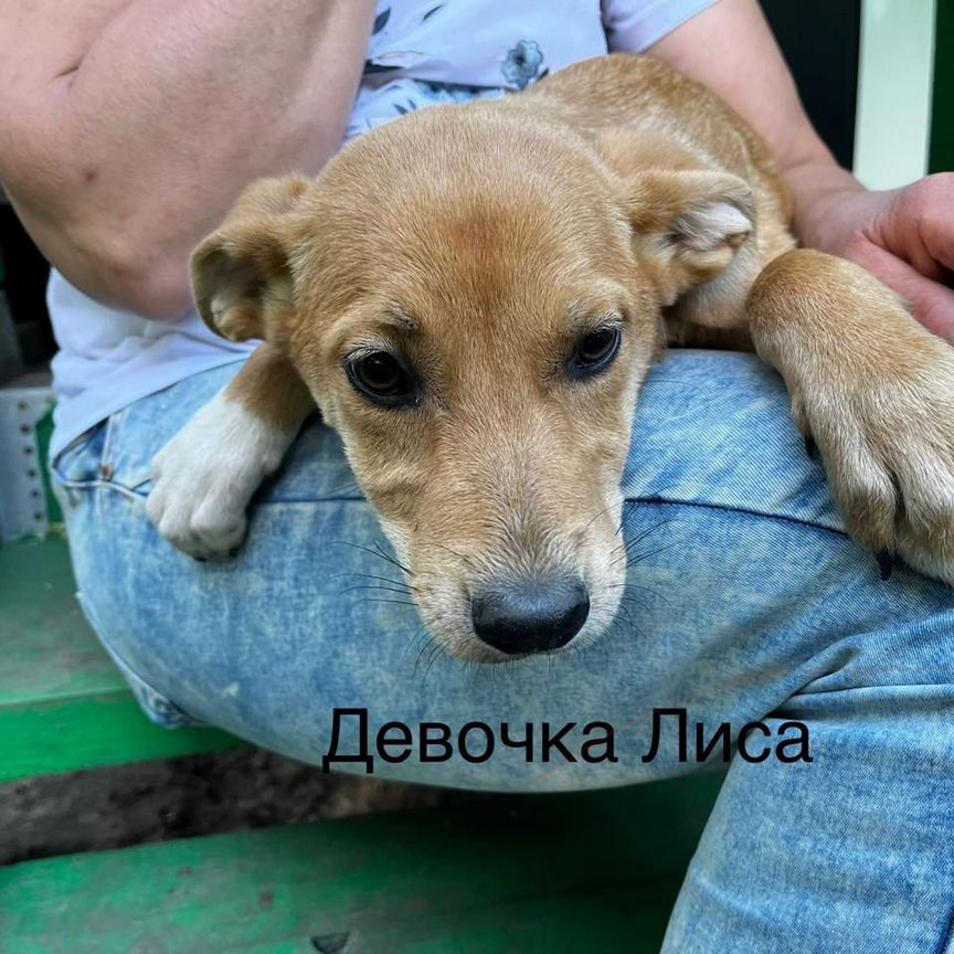 Щенки в добрые руки