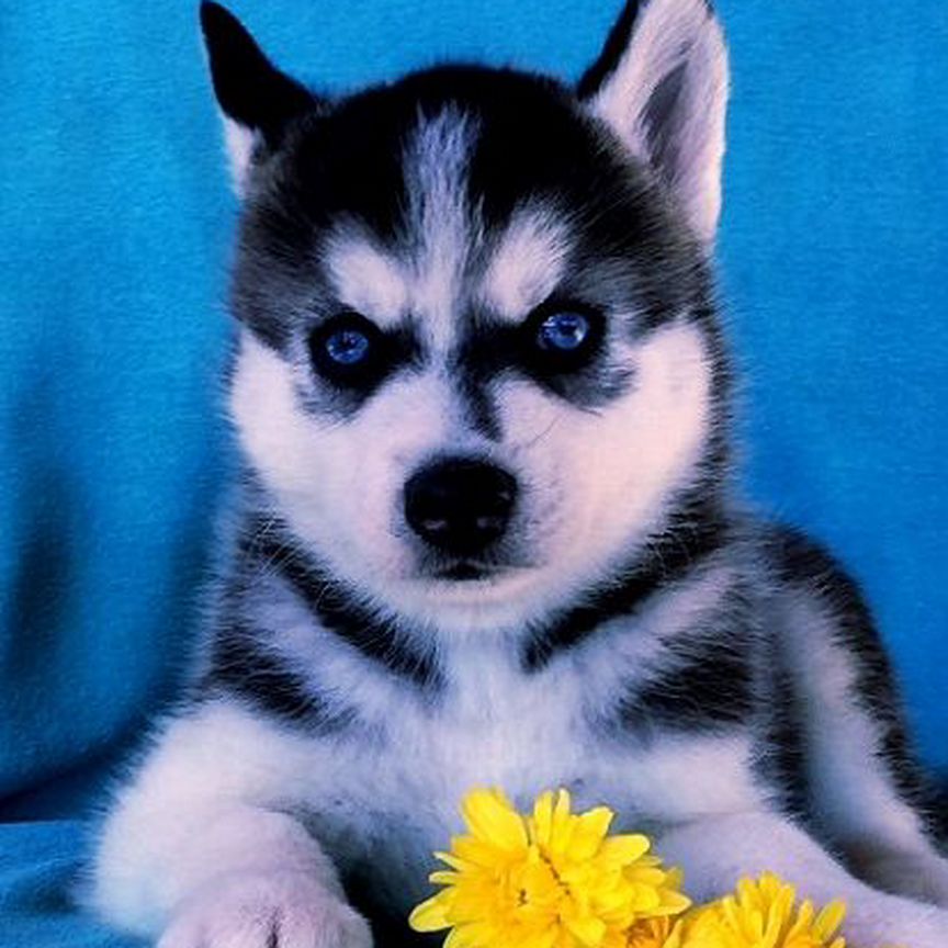 Яркие сибирские хаски