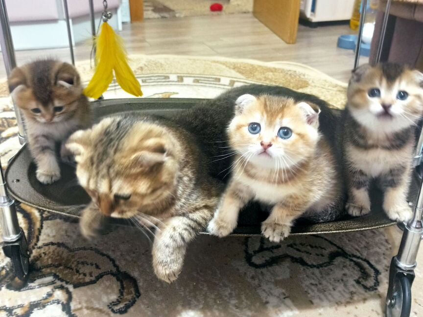 Шотландская