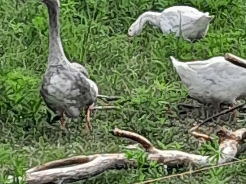 Продаются гуси и петухи