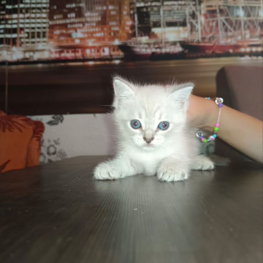 Кошечка