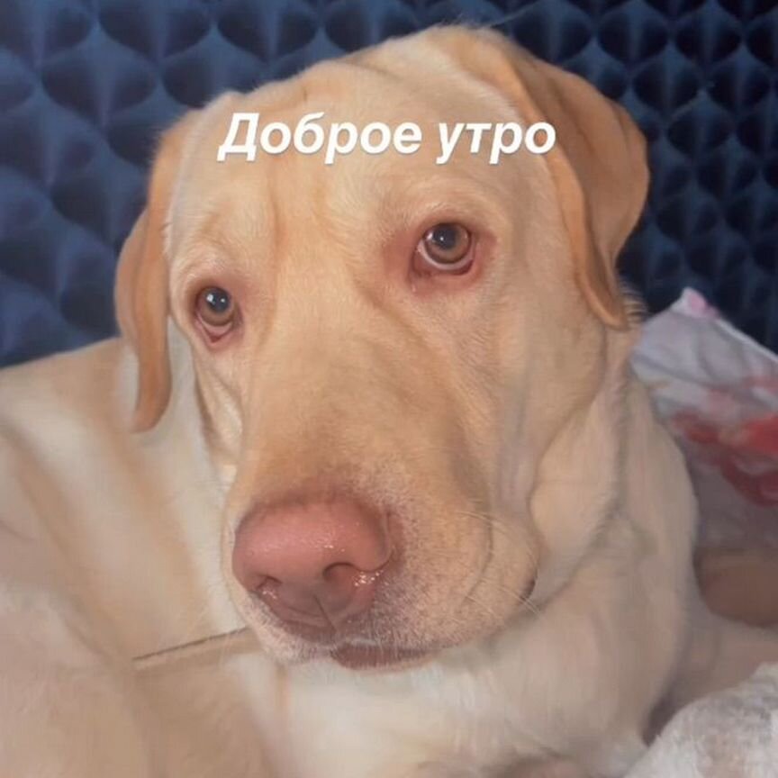 Отдам в добрые руки лабрадора