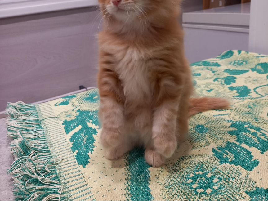 Котята сибирские чистокровные