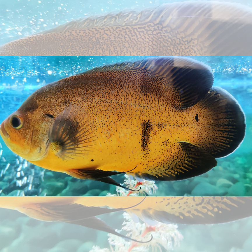 Астронотус красный оскар – огненный гигант