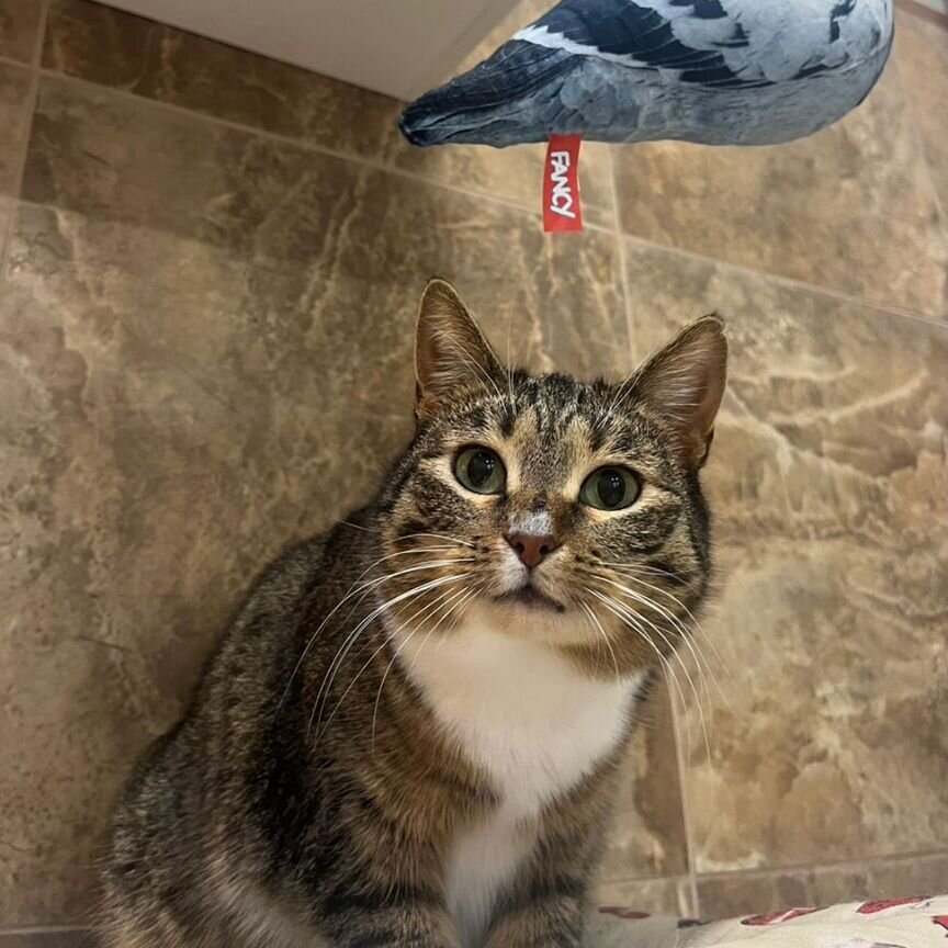 Взрослая кошка в добрые руки