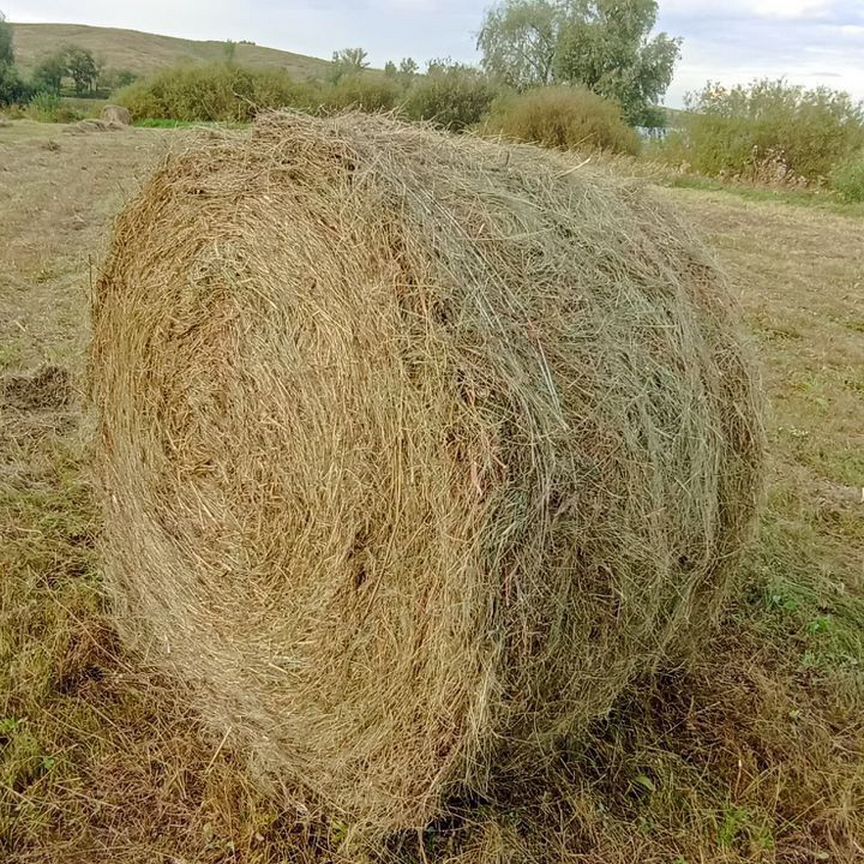 Сено суданка в рулонах