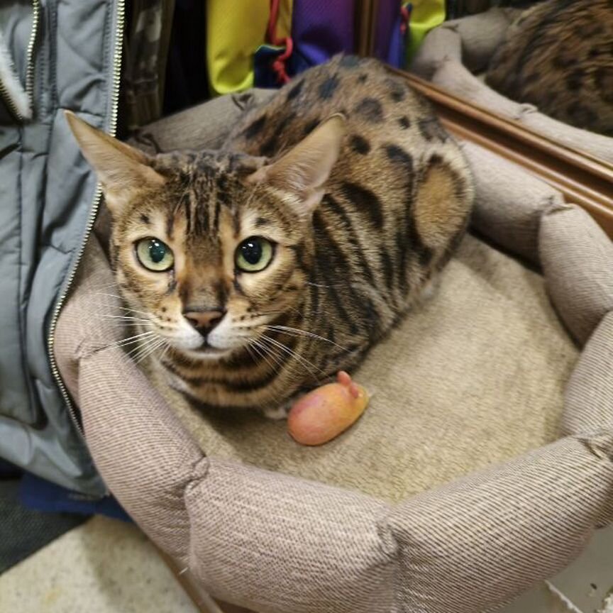 Бенгальская кошка пропала