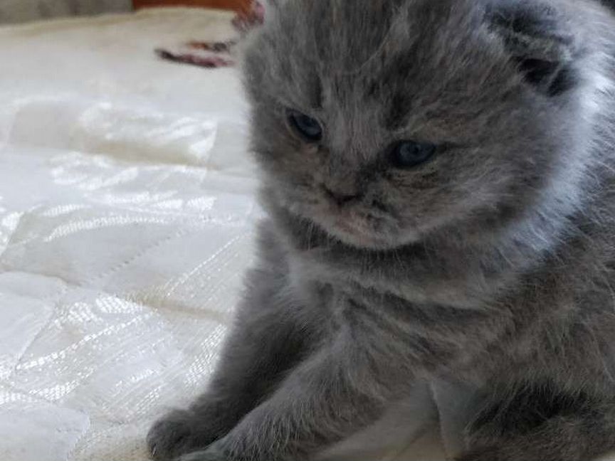 Кошка
