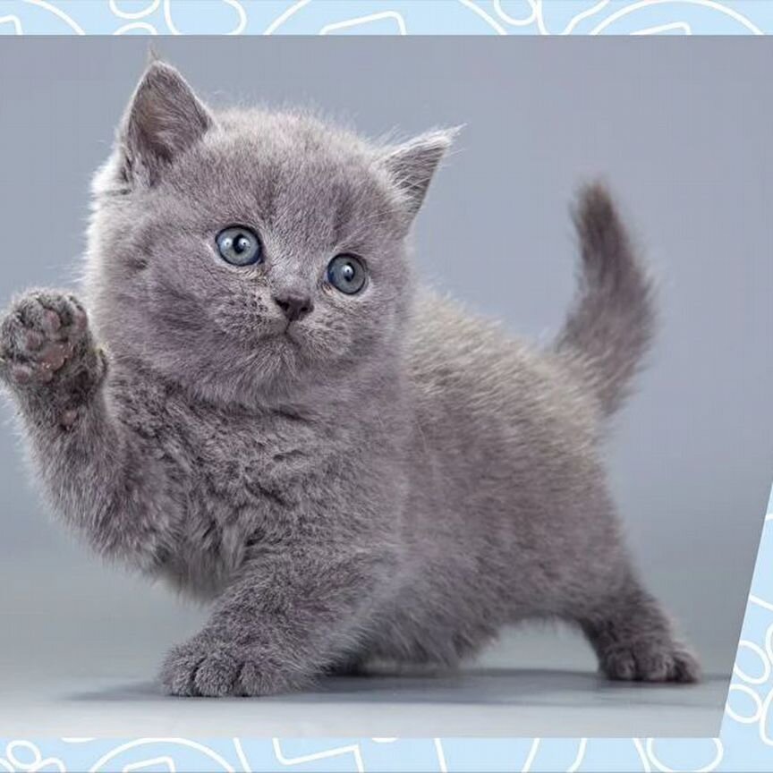 Ищу двух котят в частный дом