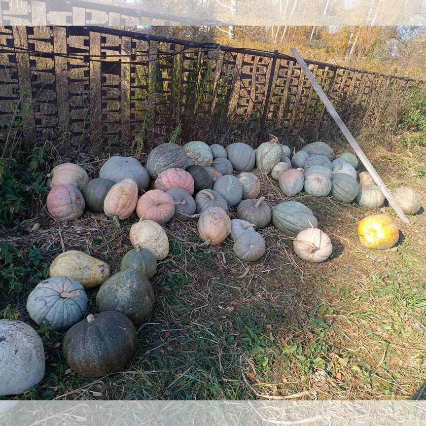Тыква от 10шт