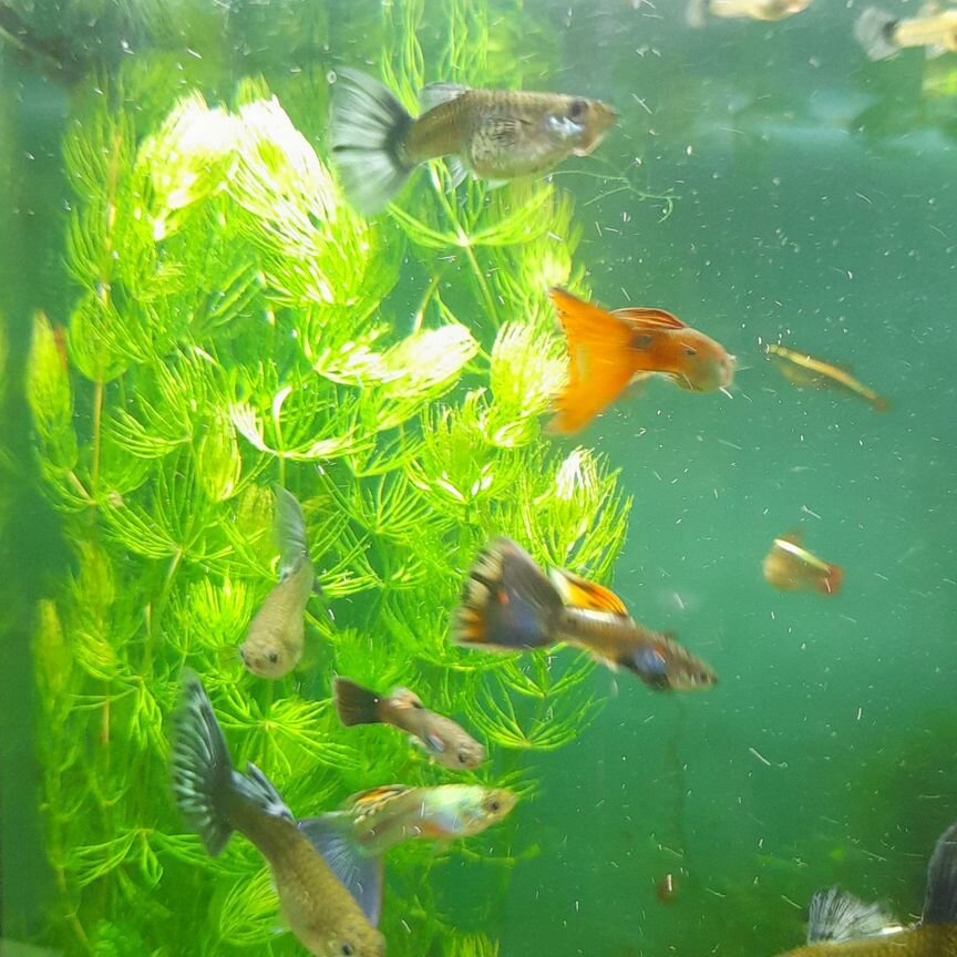 Гуппи, роголистник