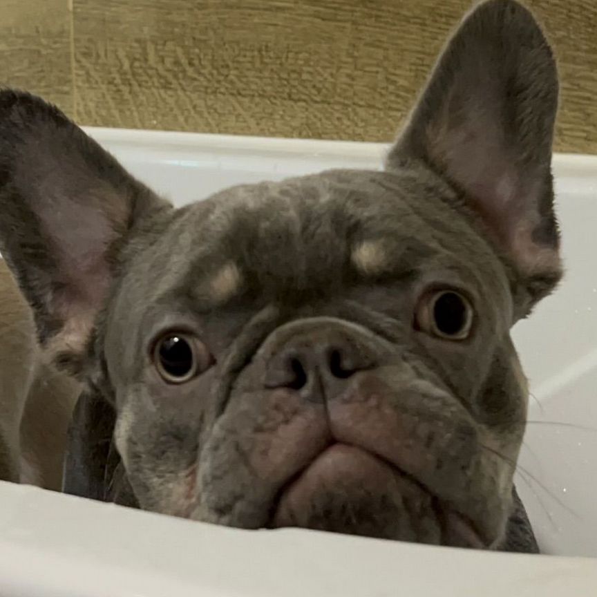 Французский бульдог, щенок