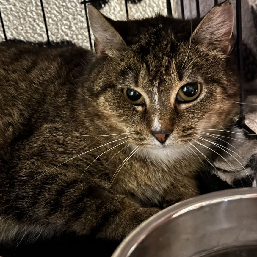 Взрослая, кошка в добрые руки