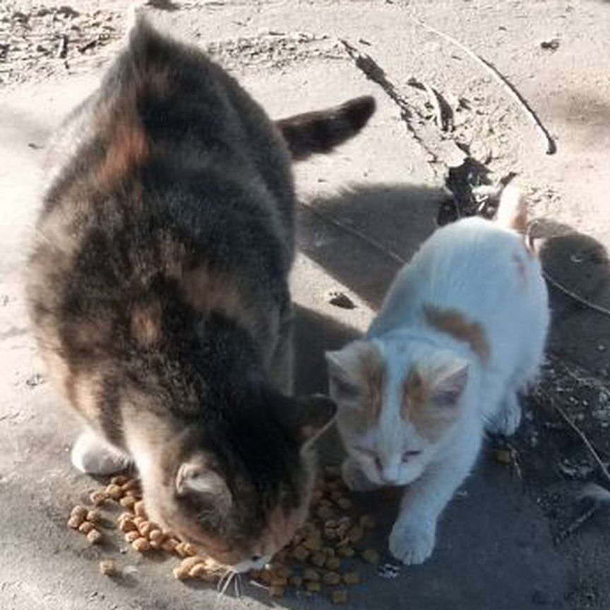 Нужен куратор и помощь