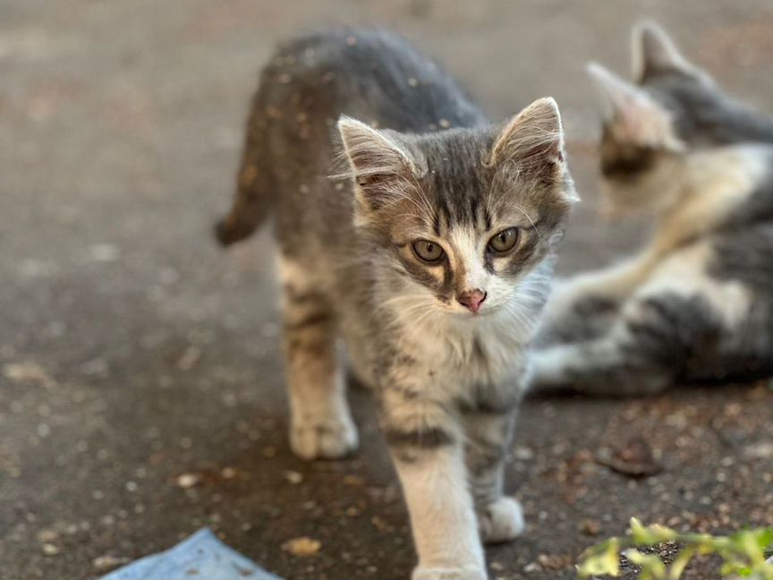 Котята выживают на улице в добрые руки