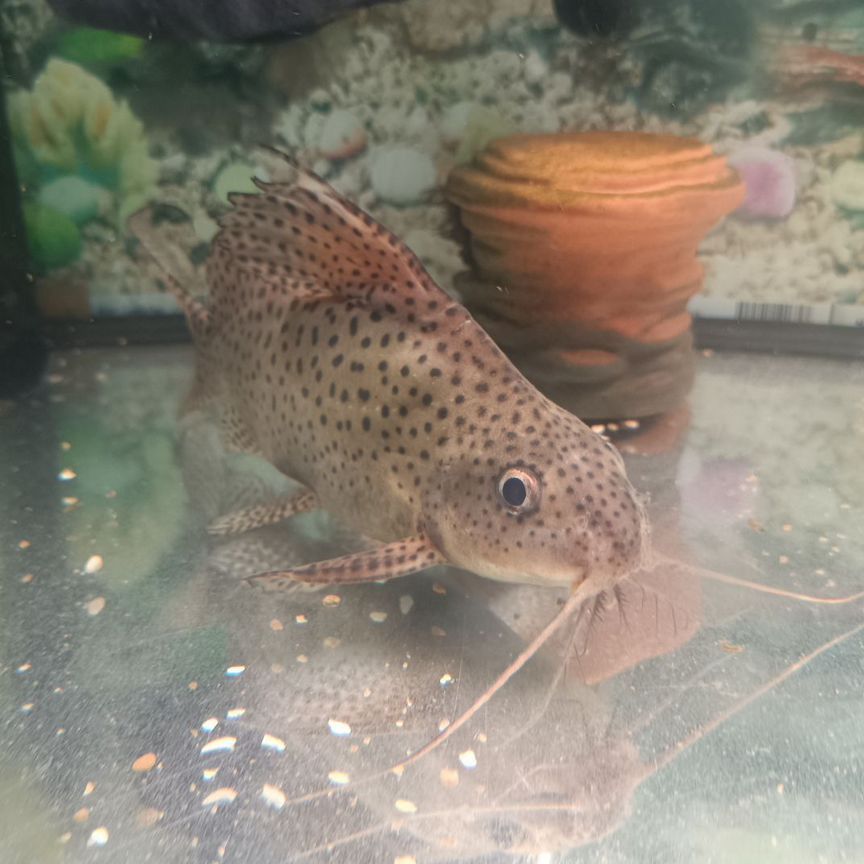 Аквариумные рыбки цихлиды