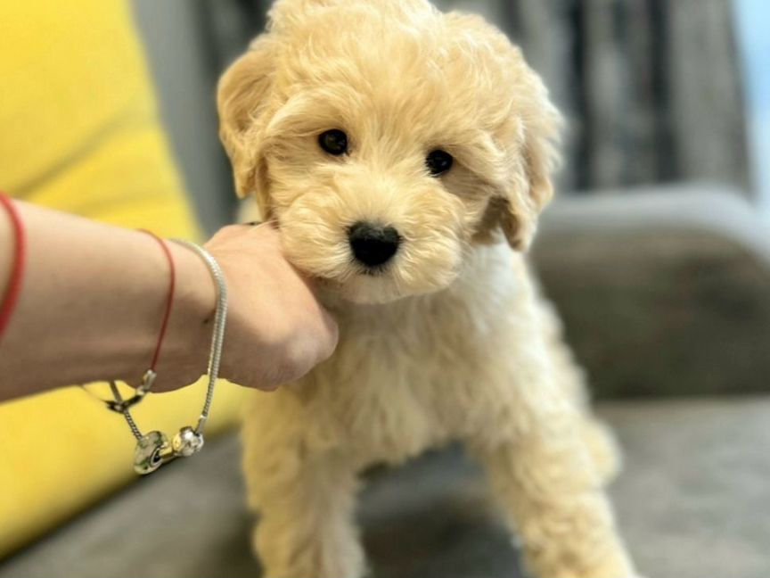 Мальтипу мальчик ф2