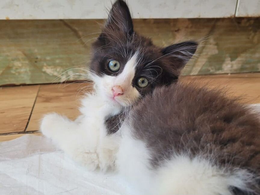 Спасенному котенку нужен дом
