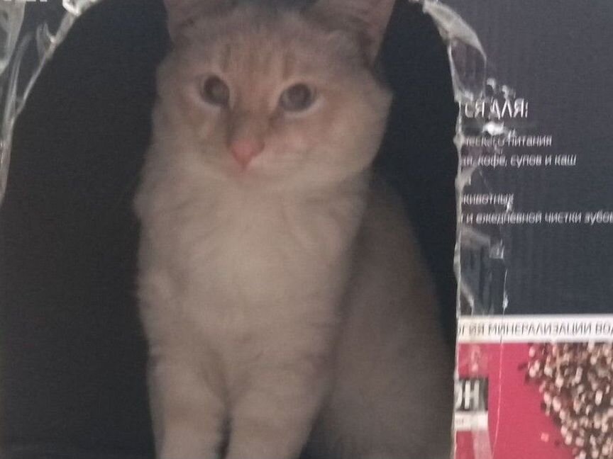 Белый котик в добрые ручки