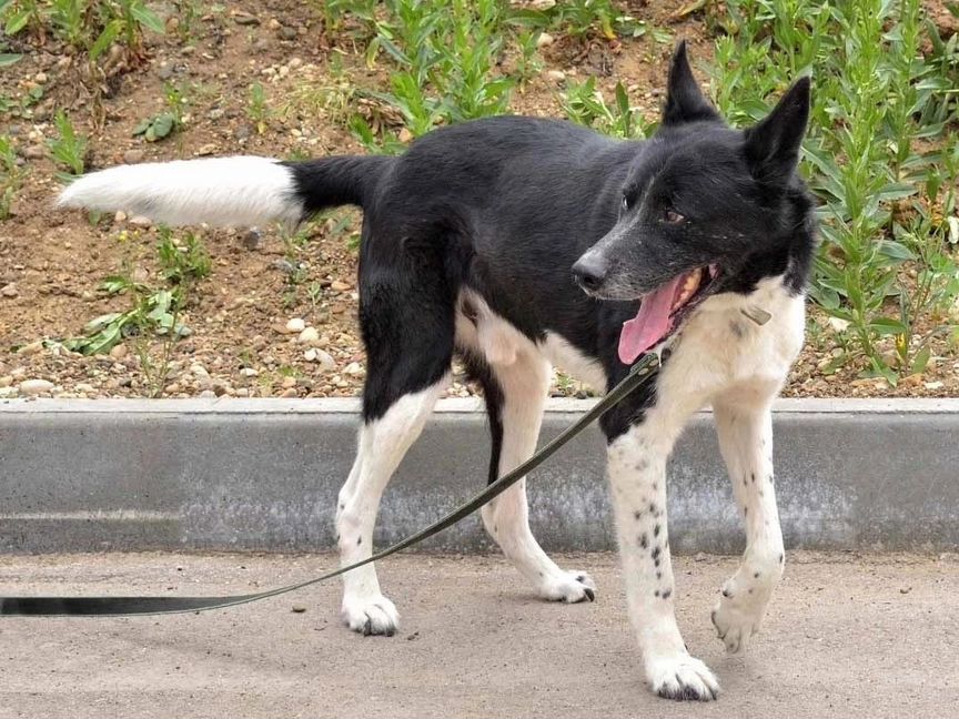 Людвиг - собака для души Крупный но послушный