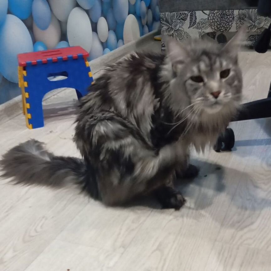 Мейн-кун, взрослый кот