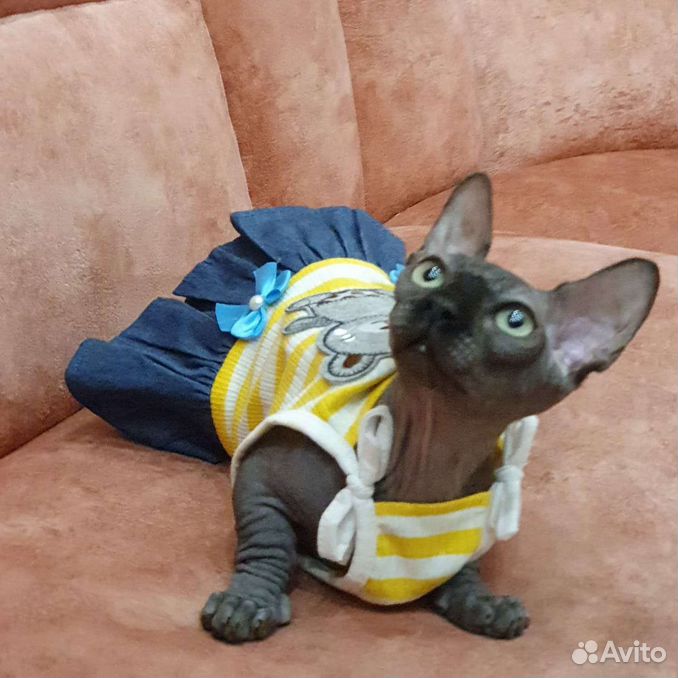 Канадский сфинкс Бамбино