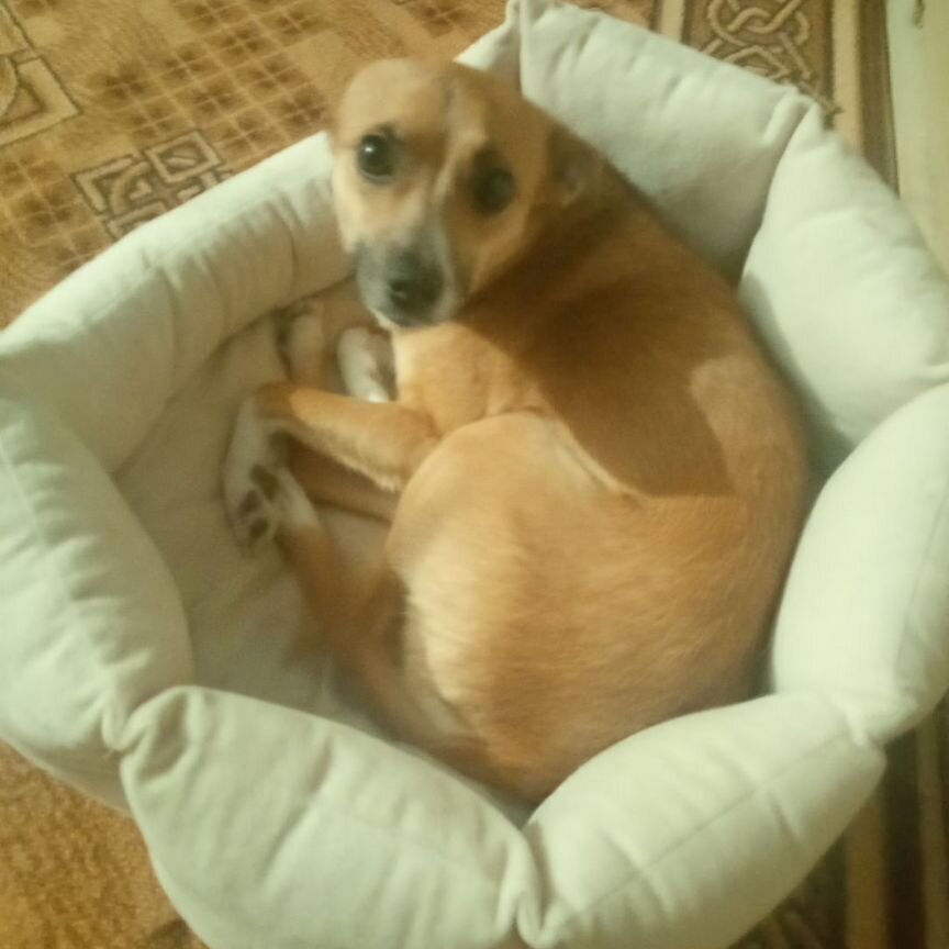 Взрослая собака в добрые руки