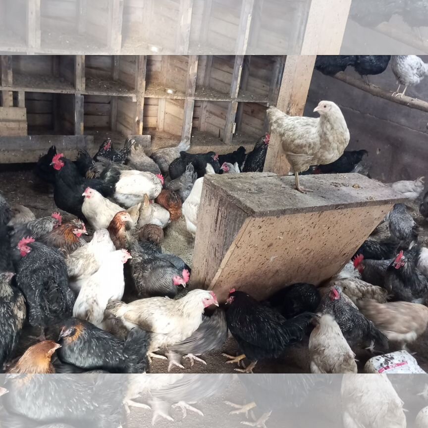 Куры молодки несушки