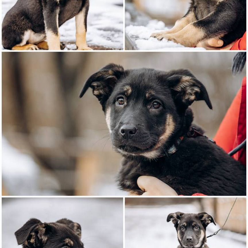 Немецкая овчарка, щенок