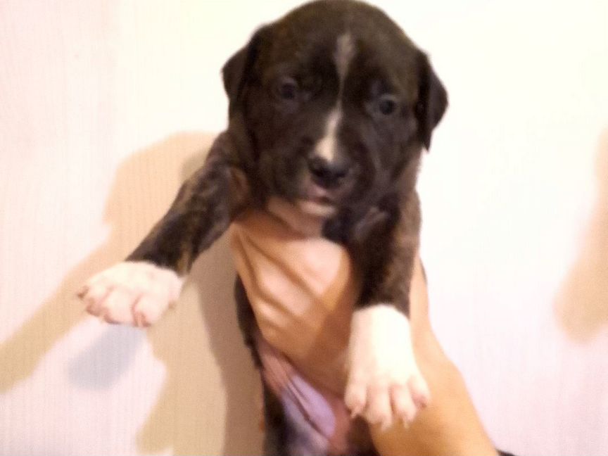 Красивые щенки есть голубой ген. Родились 11.12.23