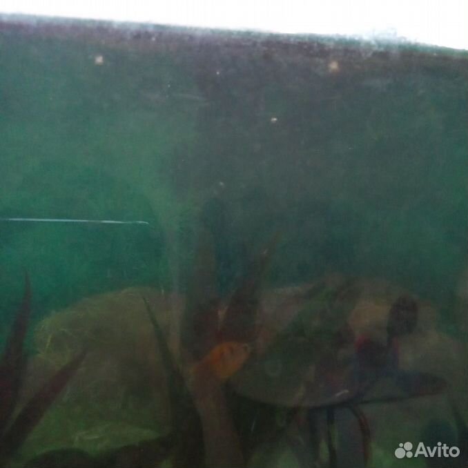 Аквариумные рыбки отдам бесплатно