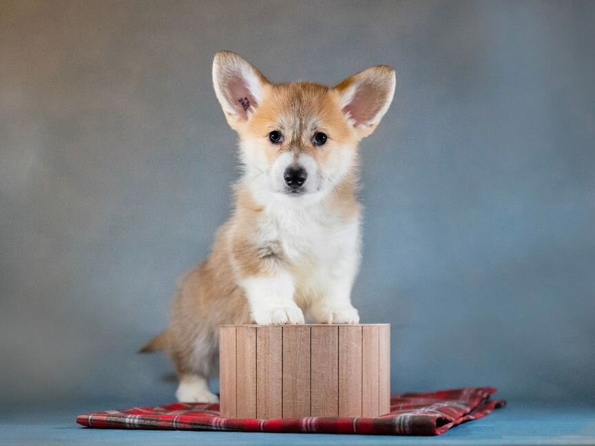 Вельш-корги щенки