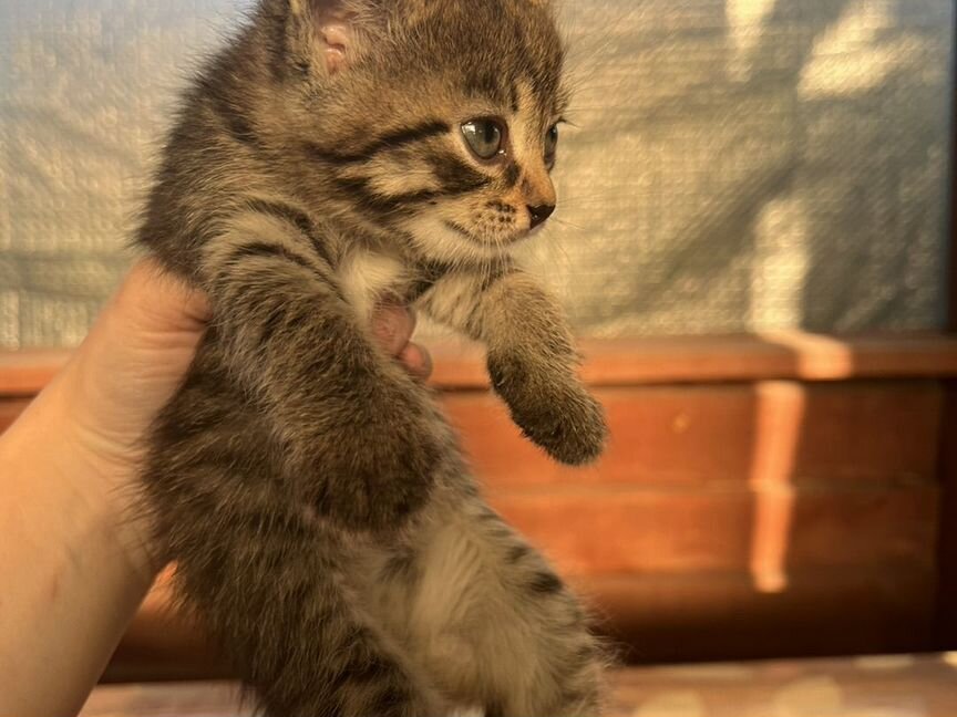 Котенок