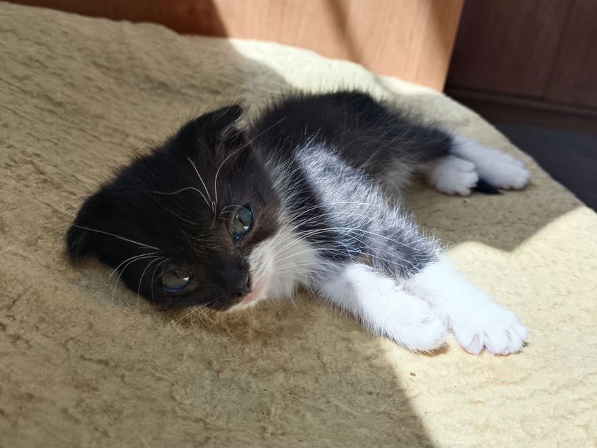 Милый Вислоухий Котенок Бесплатно