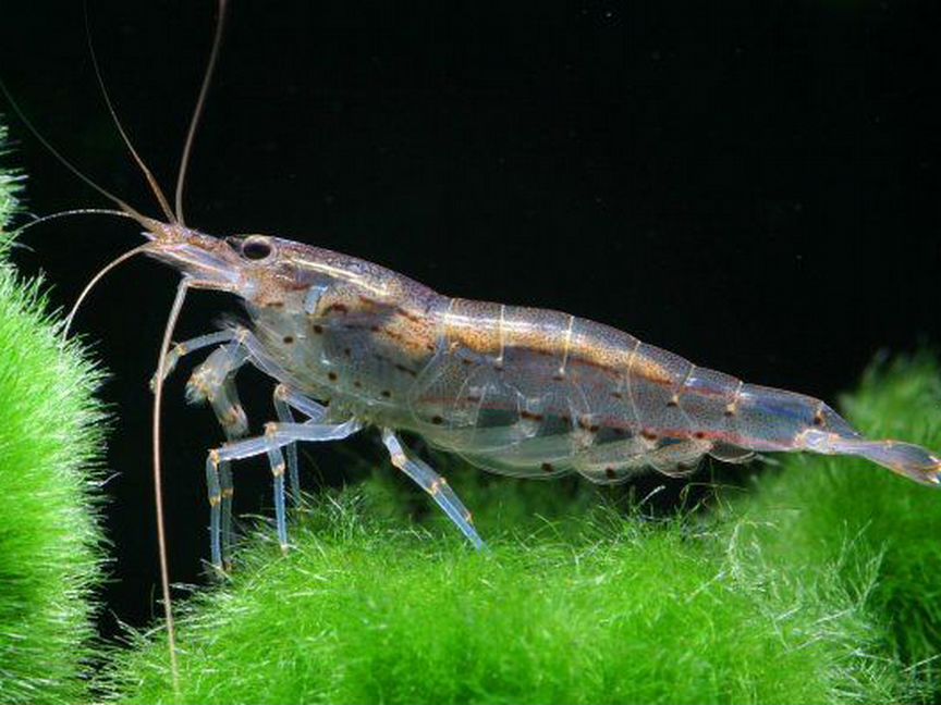 Креветки аквариумные