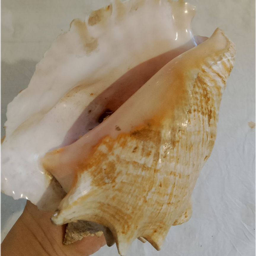Ракушка морская большая
