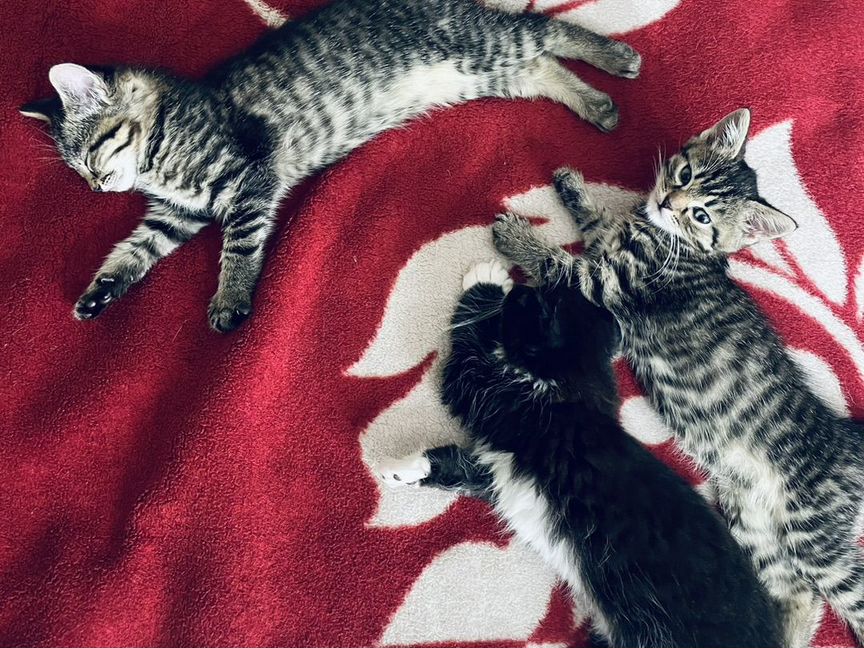 Отдаём котят две полосатые скумбрии