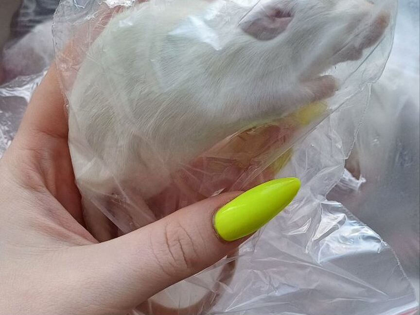 Кормовые мыши замороженные