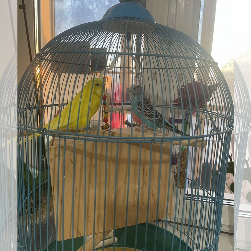 Продам двух Волнистых попугаев