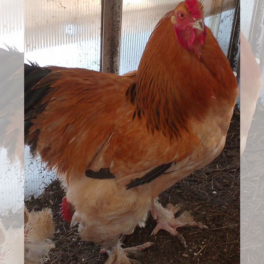 Молодые Петухи породы Брама (палевая)