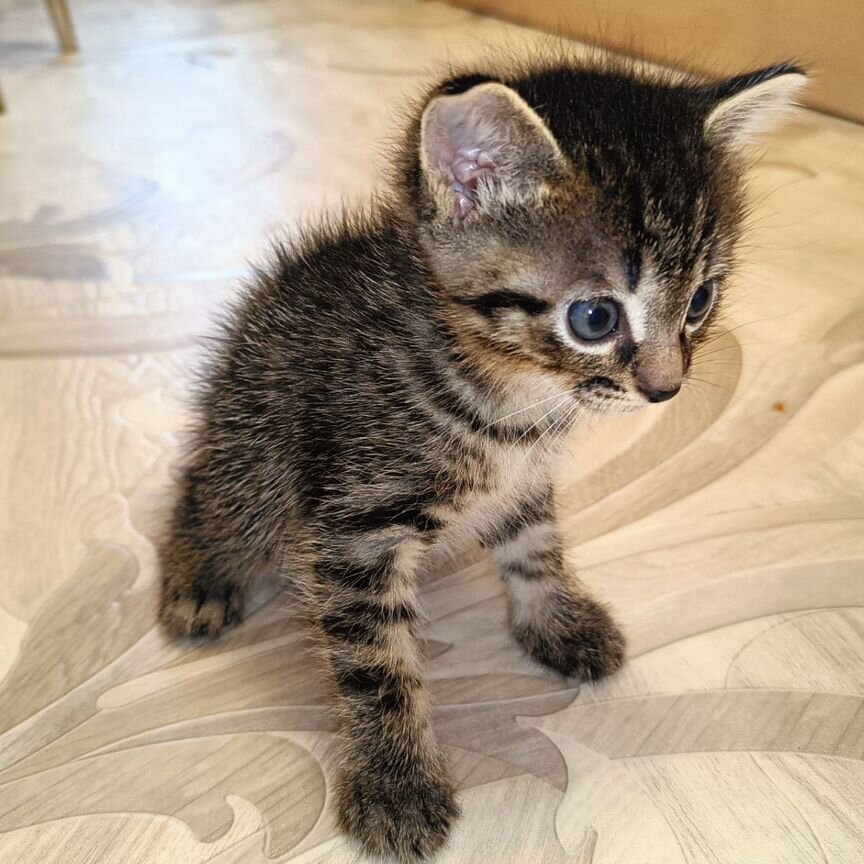 Отдам котят