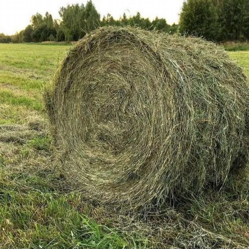 Сено в рулонах