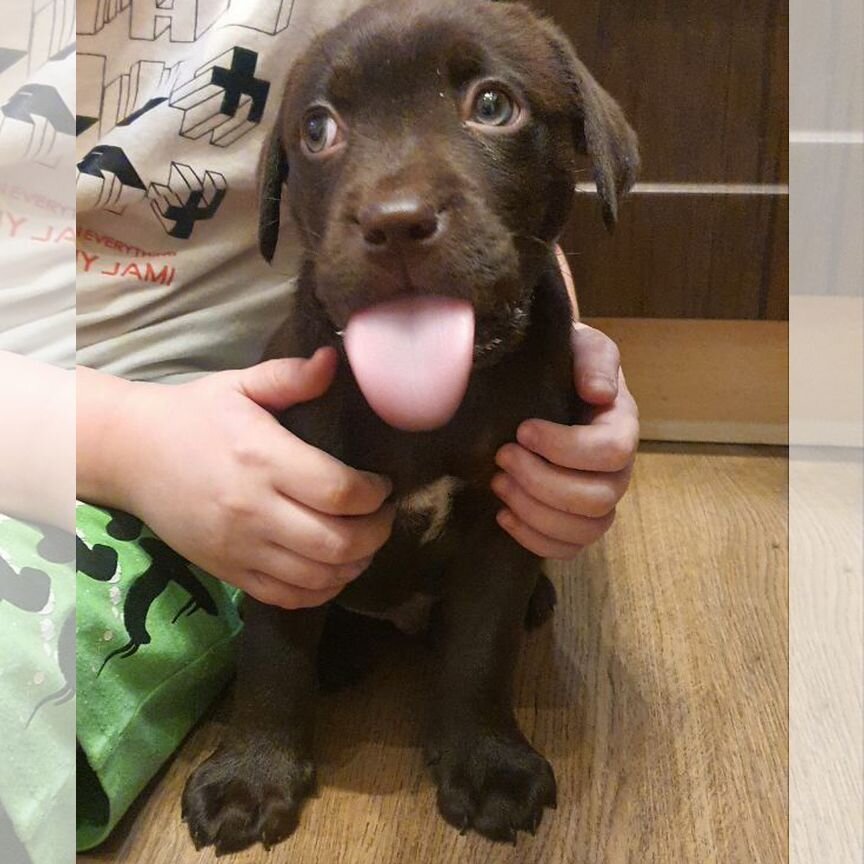 Лабрадор-ретривер, щенок