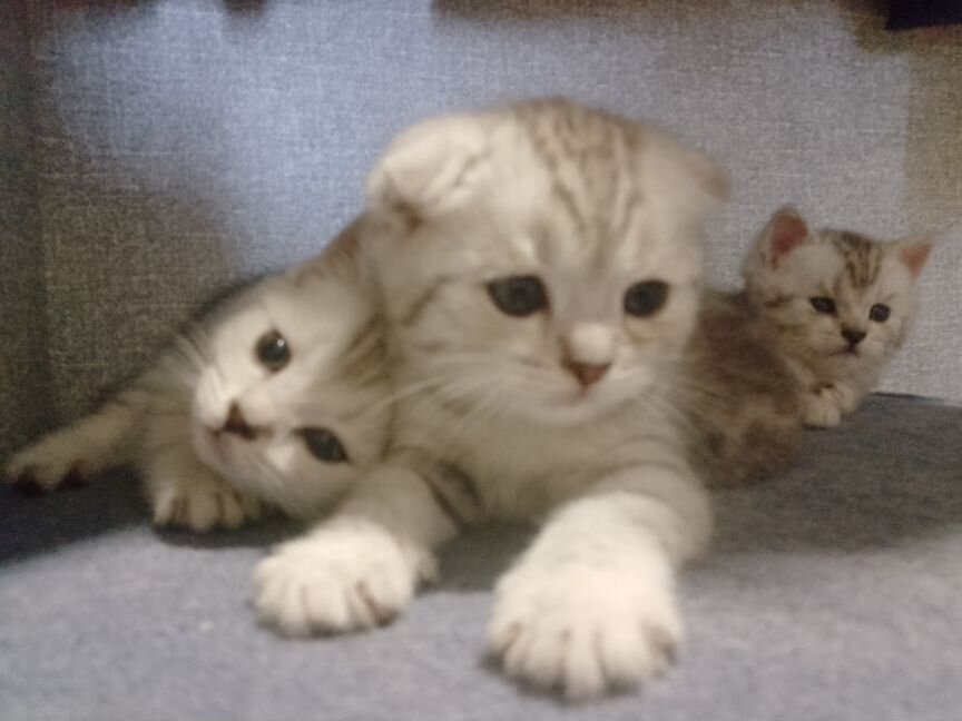 Шотландская