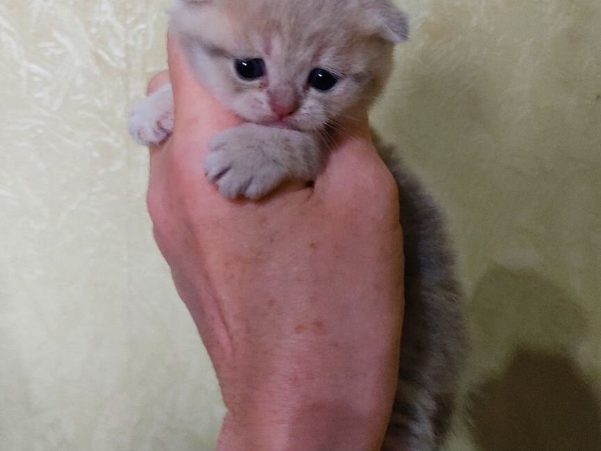 Шотландский золотой мальчик