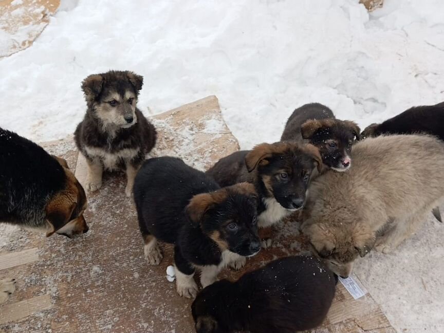 Умные щенки в добрые руки