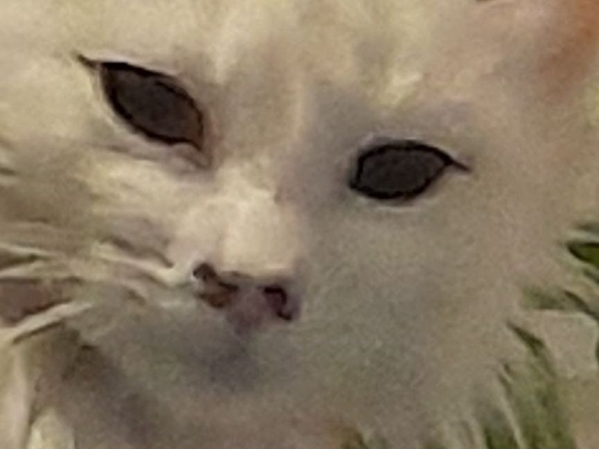 Кот 4 месяца чёрно белый игривый в добрые руки