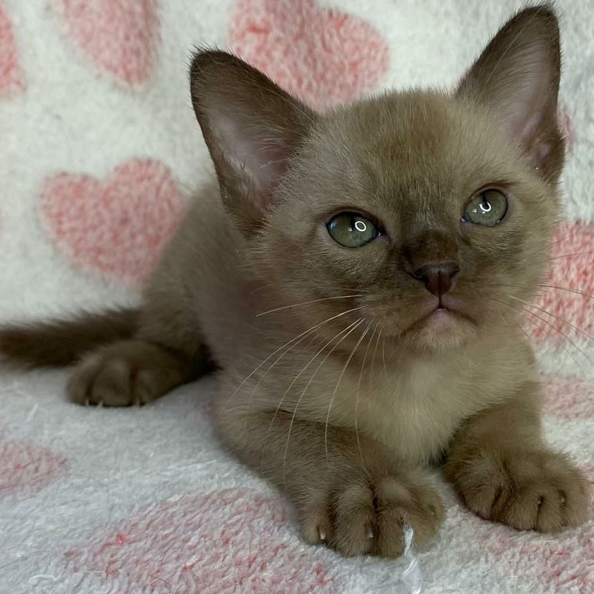 Европейский бурманский котёнок